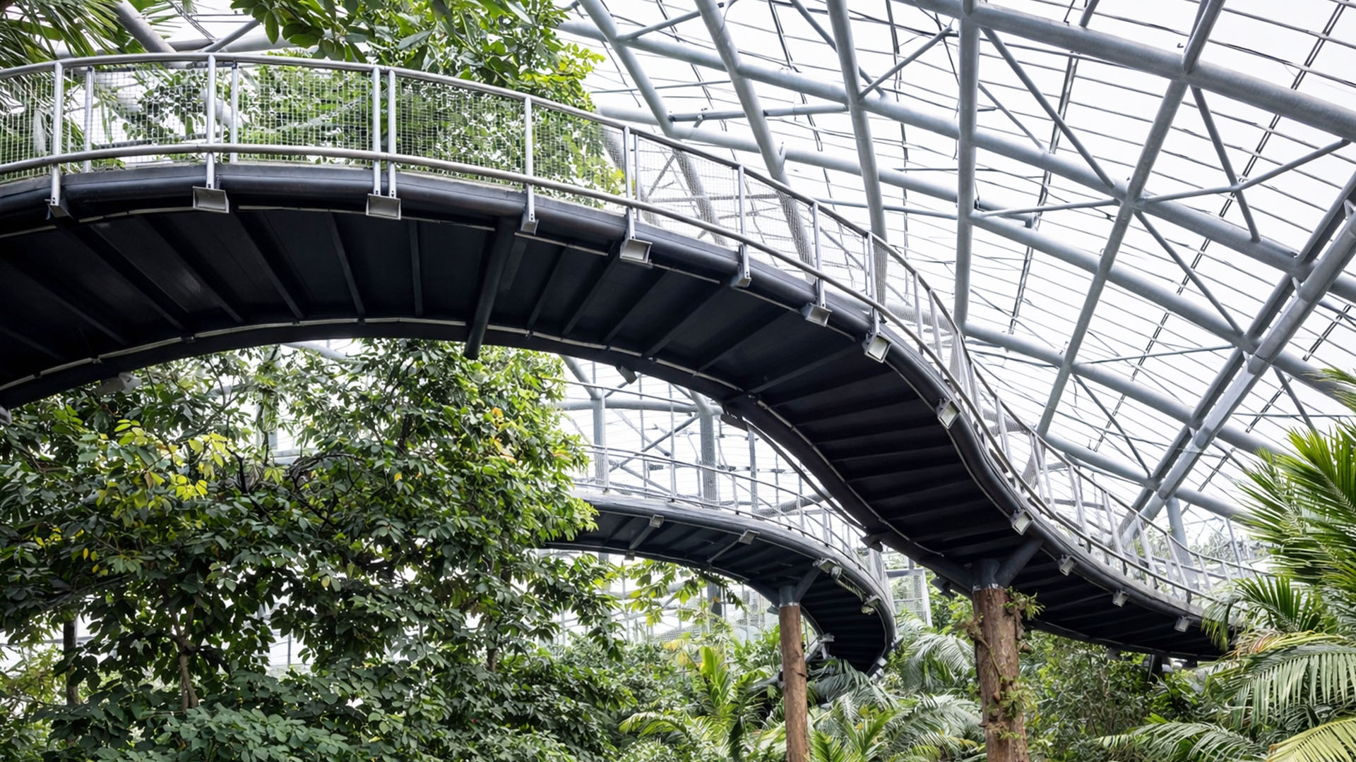 China builds indoor forest with walkways suspended above trees