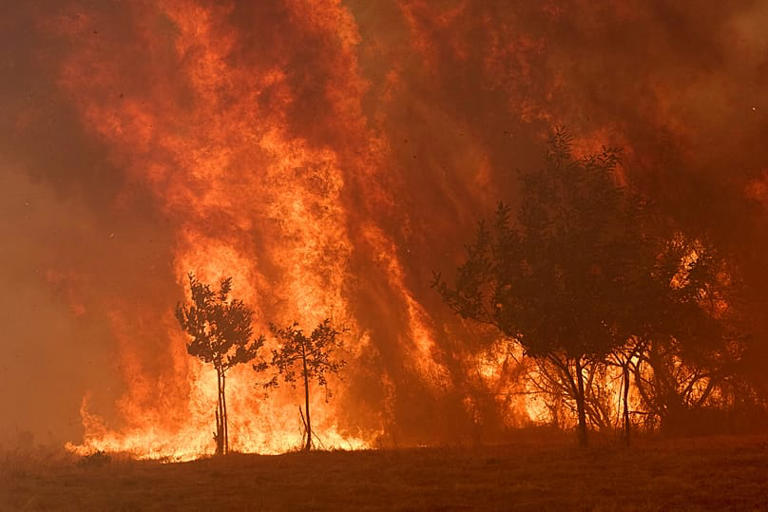 Spain's 'donkey firefighters' are preventing blazes in an important ...