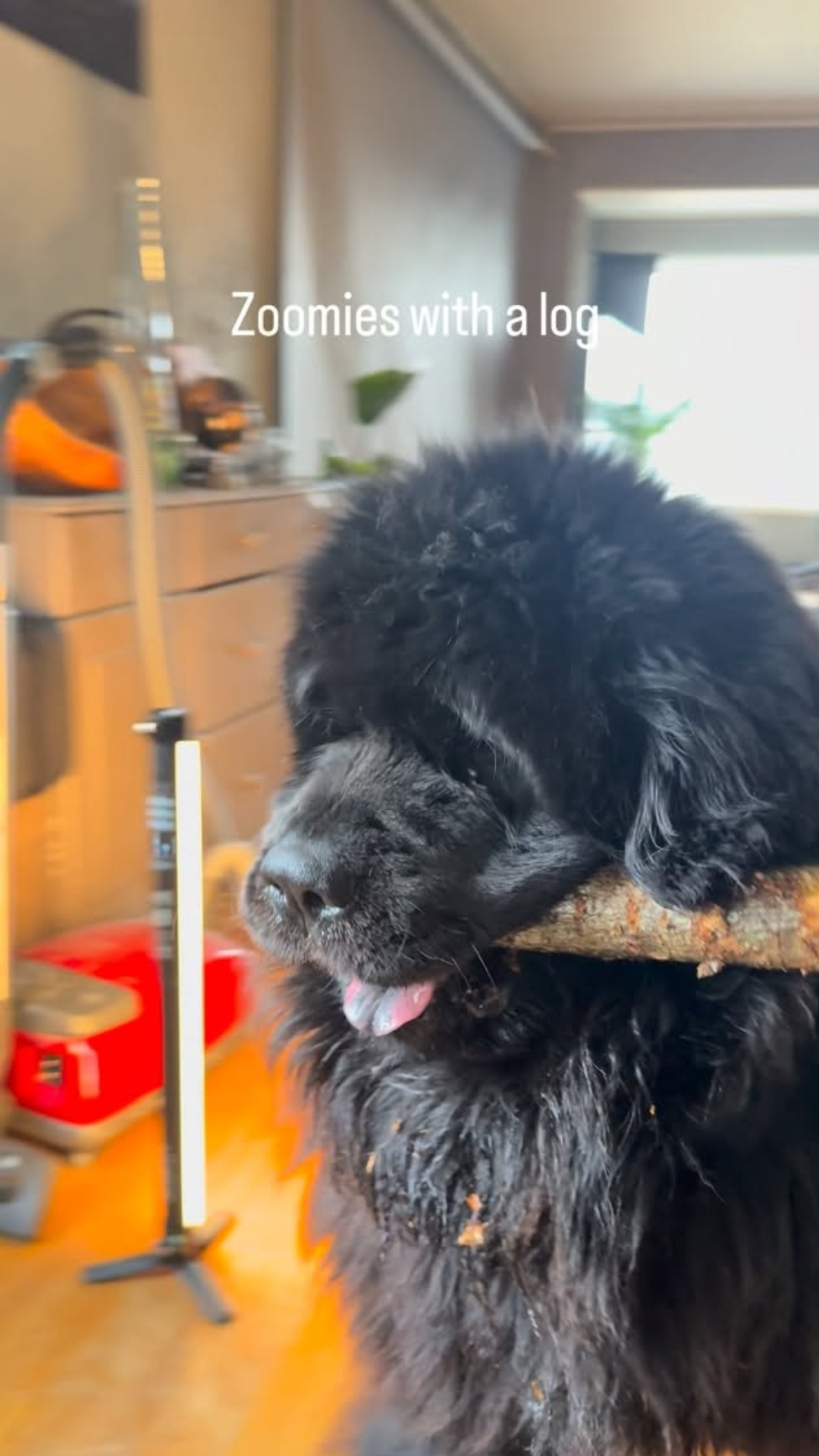 Dog zoomies trend: the log clip everyone is talking about