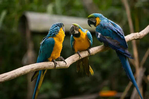 Parrots can talk to each other, not just copy humans, says research
