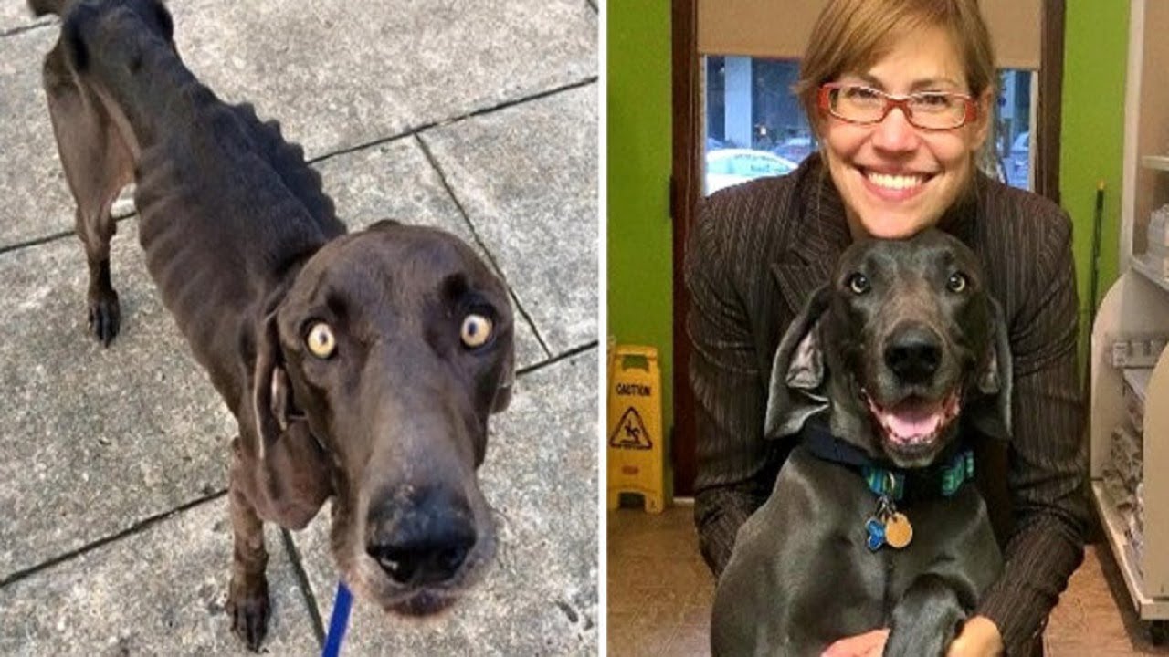 Abandoned dog survived eating rocks and twigs before getting a second ...