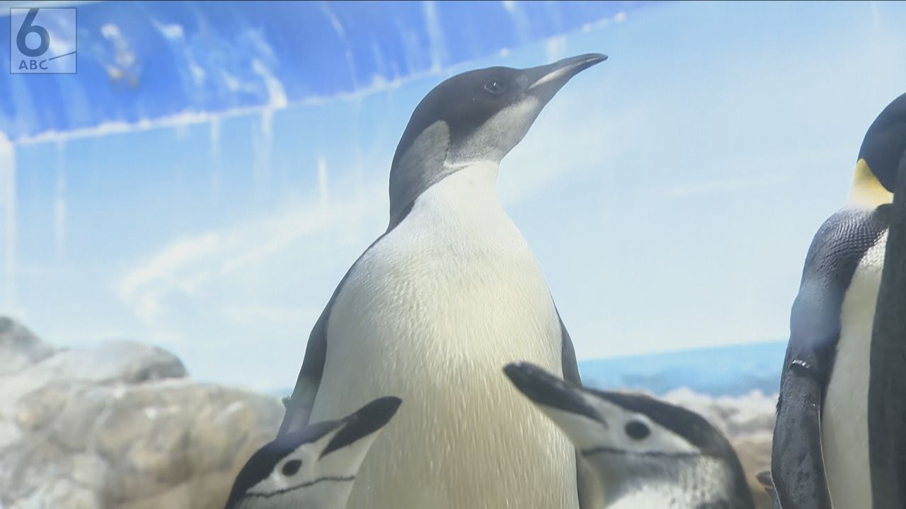 エンペラーペンギンのこどもひとり立ち 和歌山・白浜町のアドベンチャーワールド