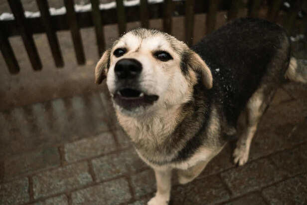 Aggression in pets: Warning signs before it escalates