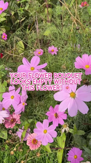Why cosmos are the easiest way to fill a flower garden fast