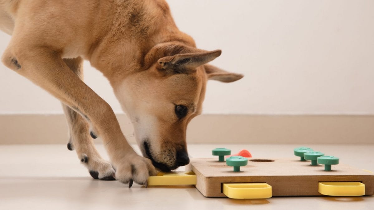 Perché i cani spingono gli oggetti con il muso: il significato del ...