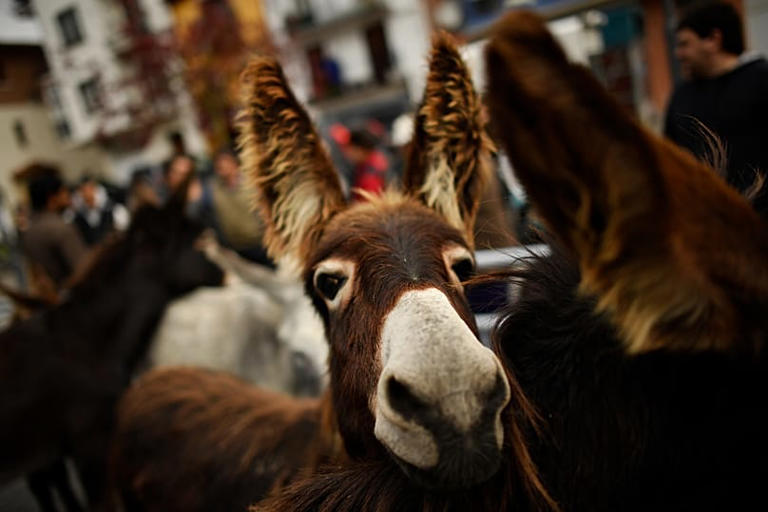 Spain's 'donkey firefighters' who haven't let Doñana burn for a decade
