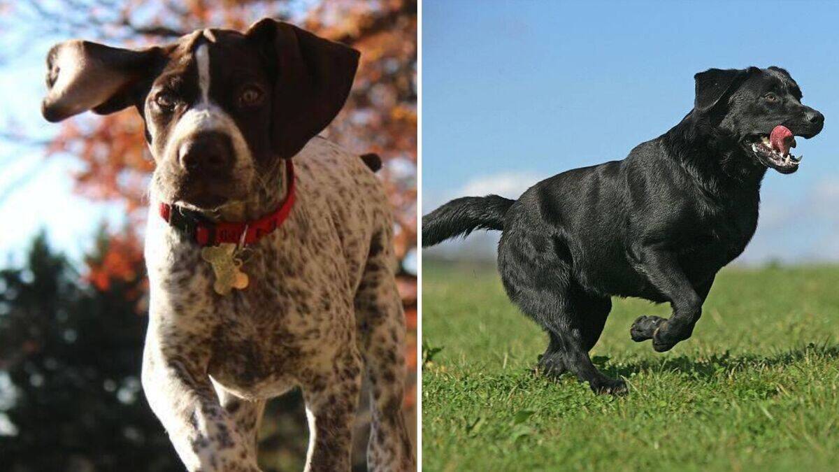 20 Photos of the Best Dog Breeds for Runners