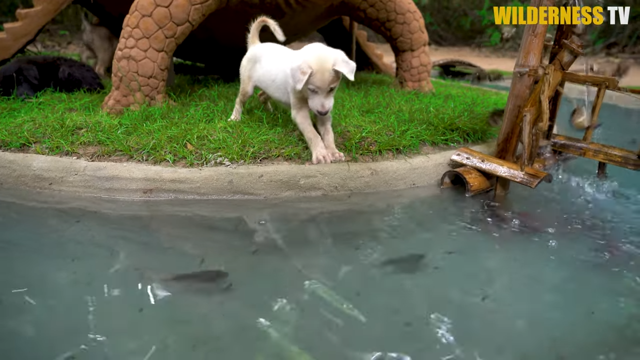 We built a safe home for this abandoned puppy – with a pond and friends