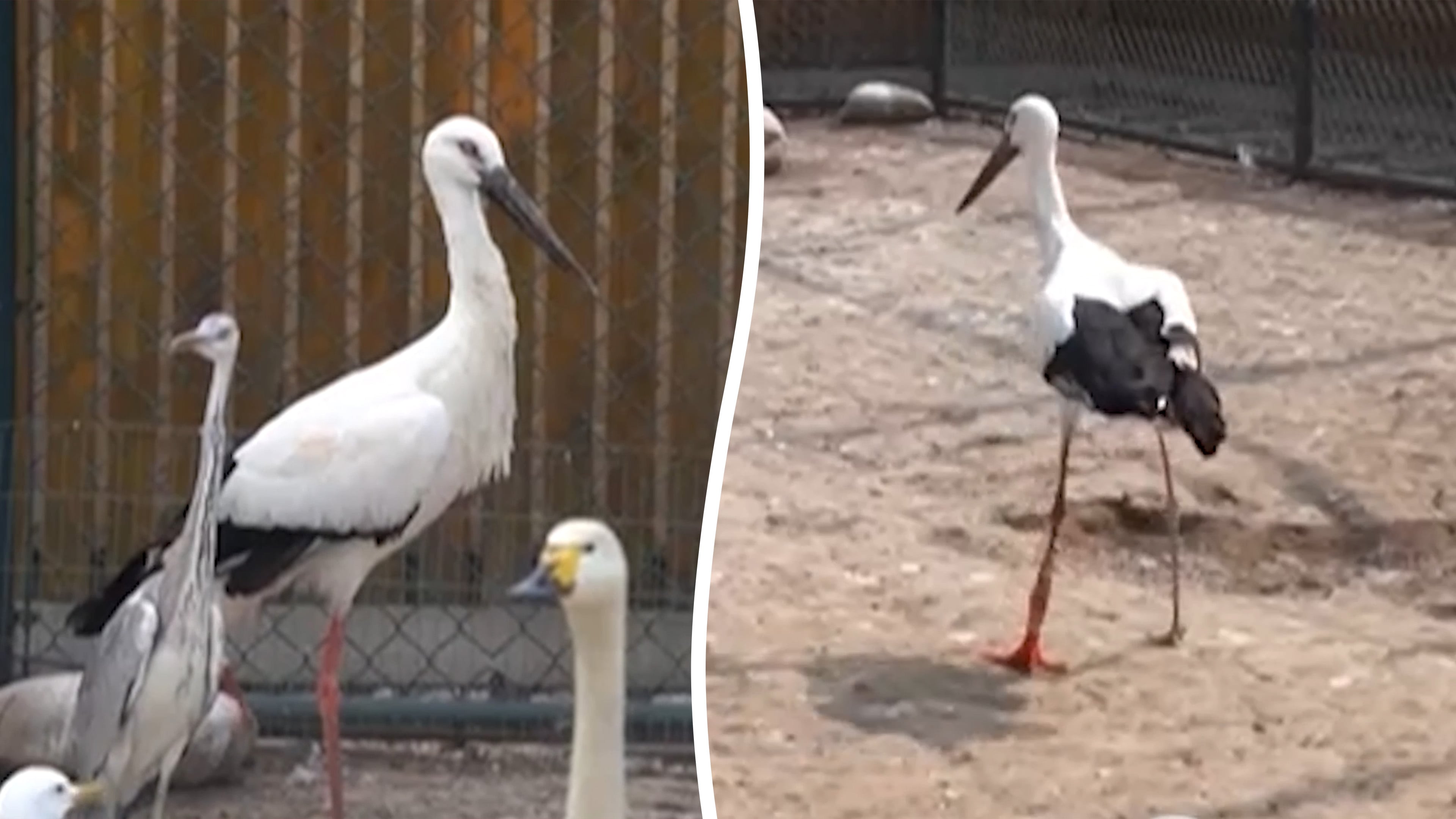 One-legged stork finds feet again after being fitted with custom ...