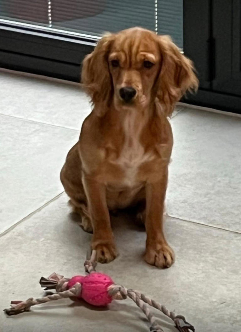 Hope Mabel is soon safe and home - Messages flood in for owner of ...