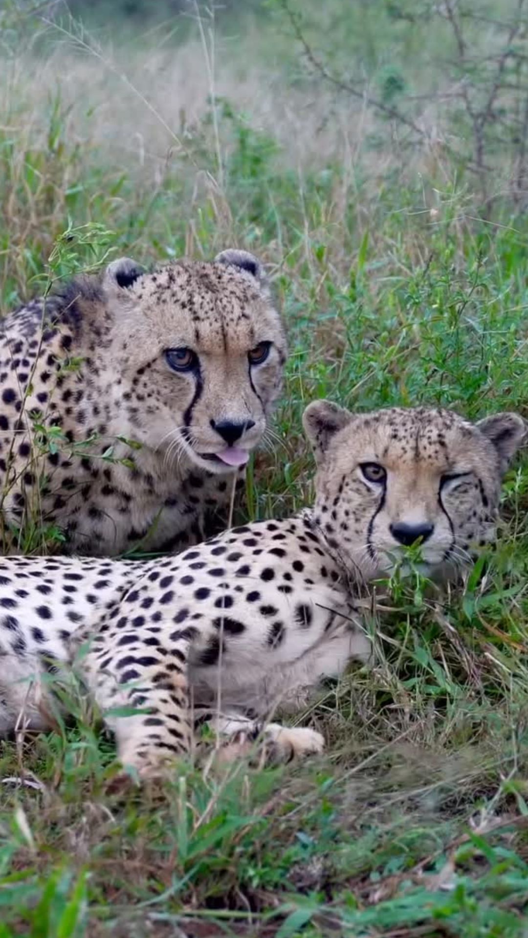 Cheetah allogrooming secrets behind this unique behavior