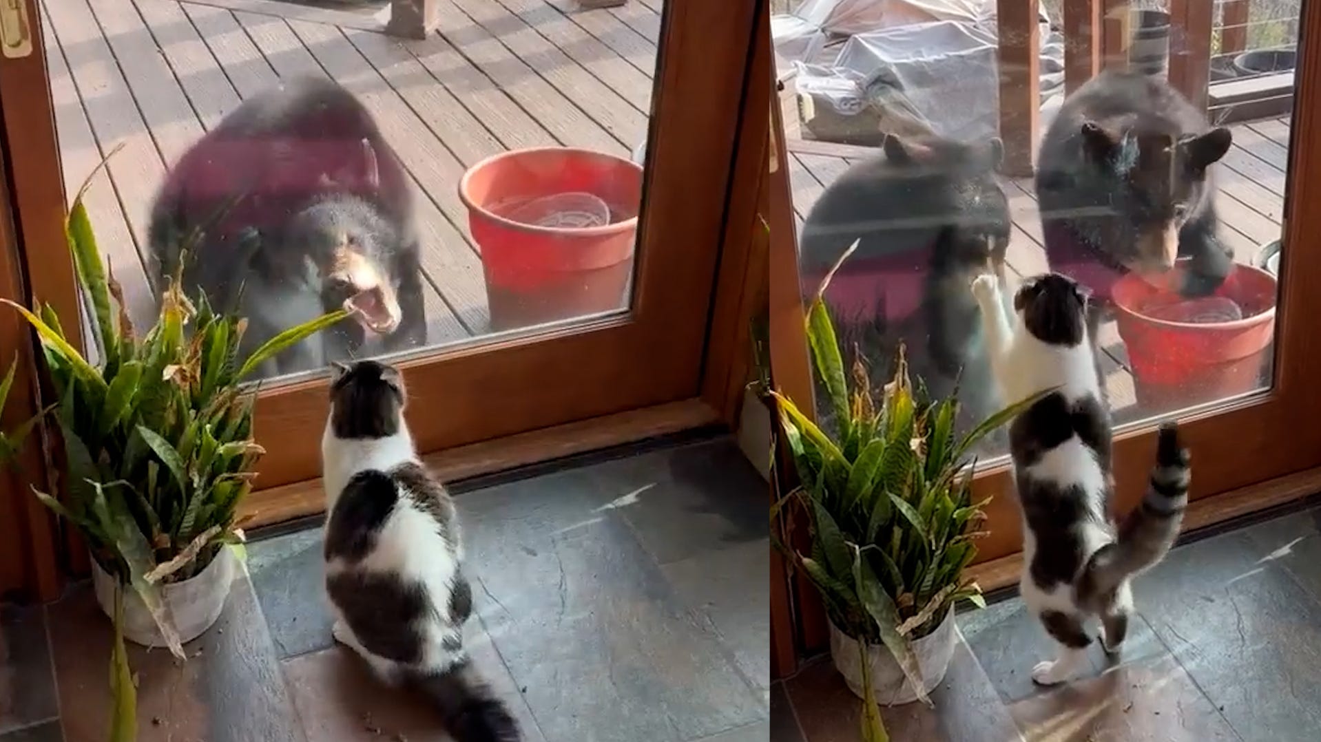 Feisty house cat scares away two bears in jaw-dropping video