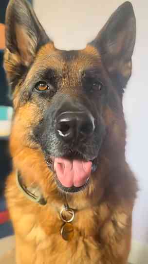 German shepherd love beats diamonds every time