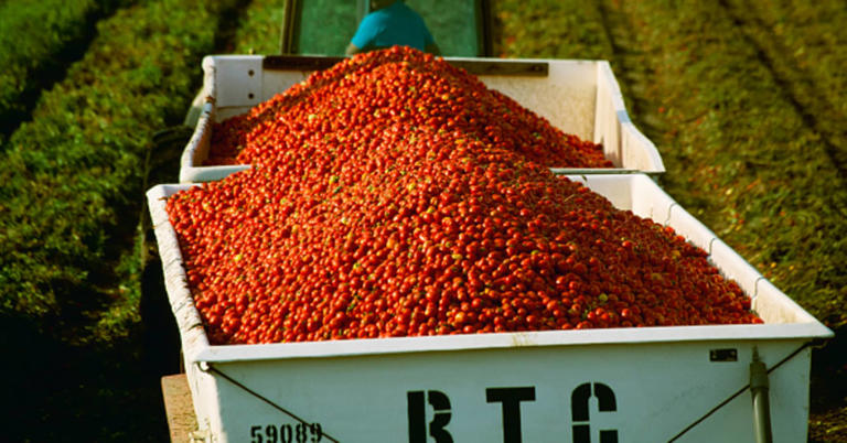 Why BLTs and salad just got more expensive — tariffs, war send tomato ...