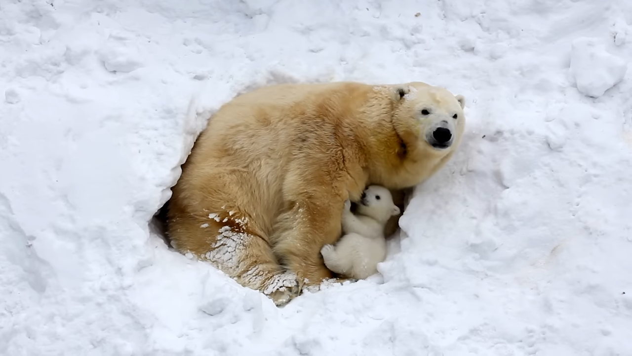 This hybrid predator is part polar bear, part grizzly – and it’s spreading