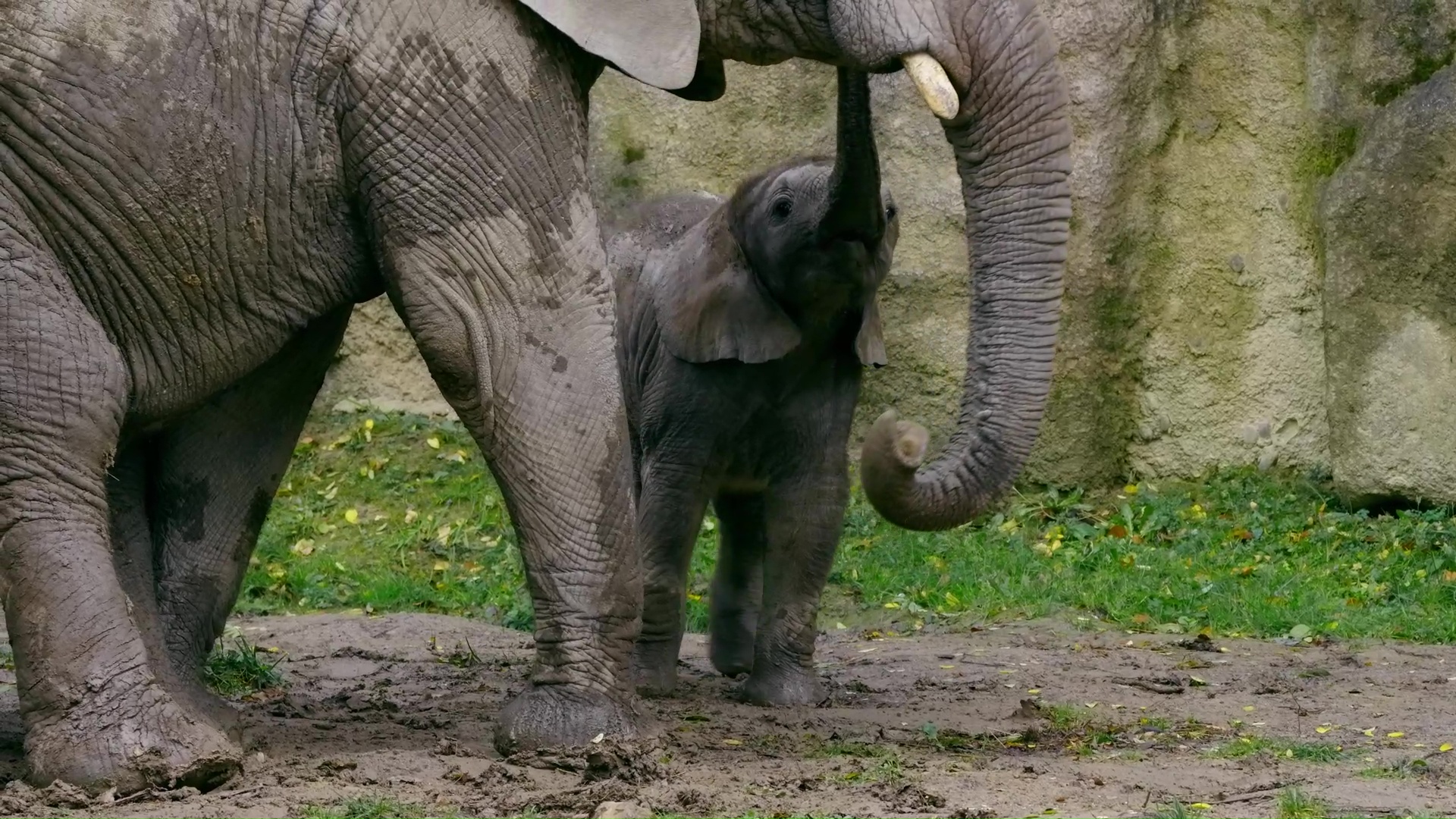 Cómo la madre elefante protege a su cría