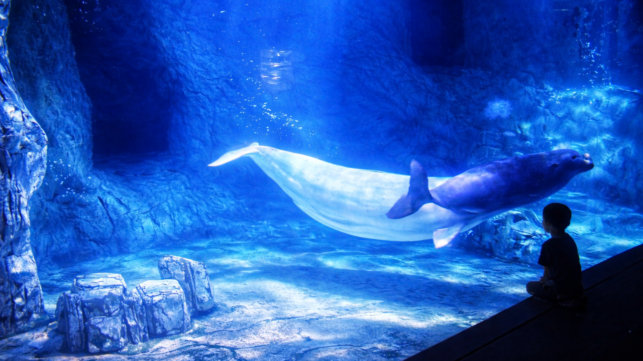 A relaxing walk in Oceanografic Valencia aquarium (4K)