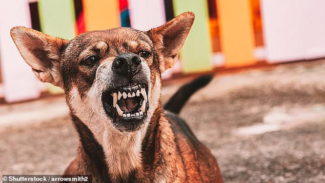 Revealed: The hidden health conditions that could turn your dog into a ...