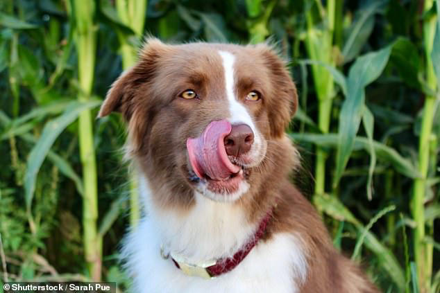 Revealed: The hidden health conditions that could turn your dog into a ...