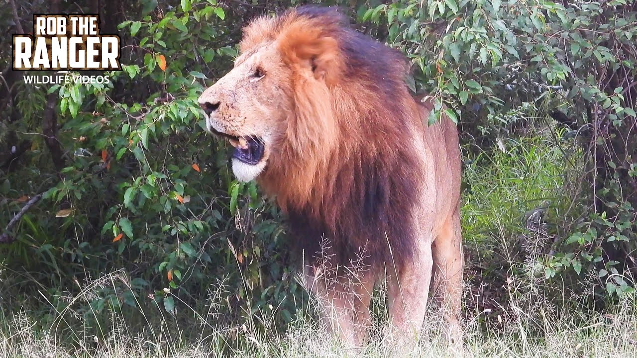 Watch as a strong lion pride prepares for the night