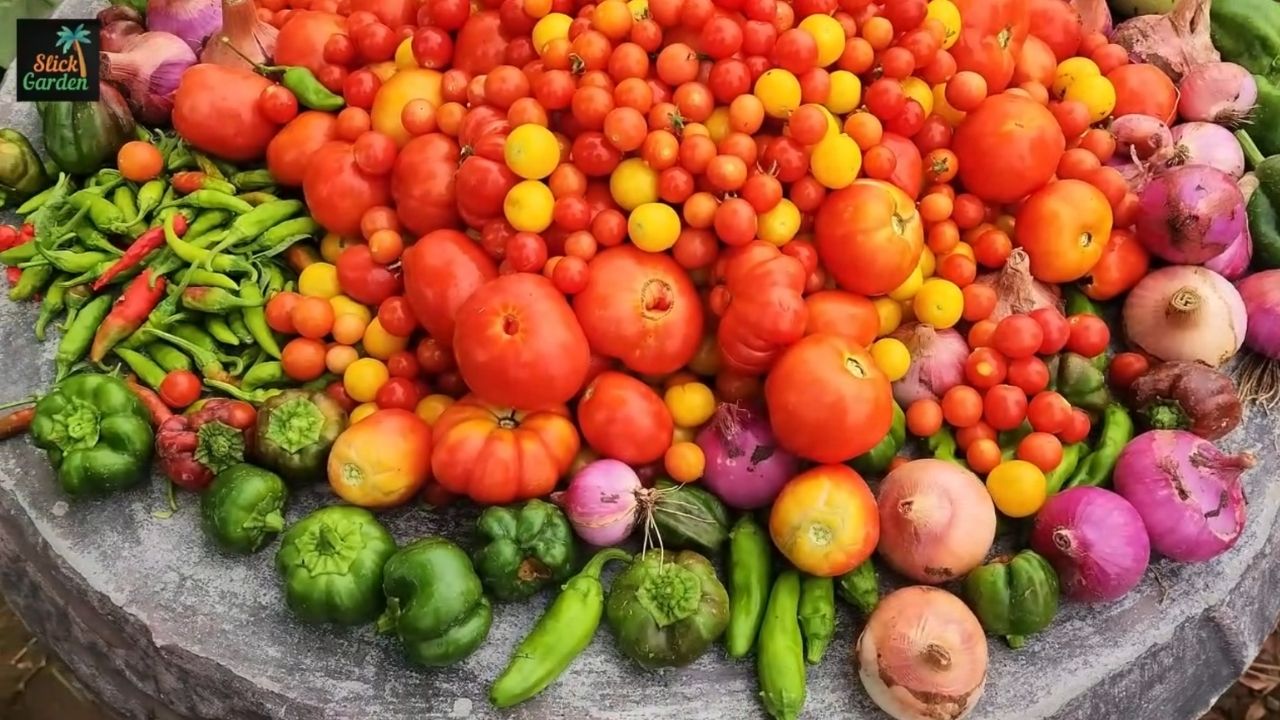 Strange tomato trick… plants stayed strong all season