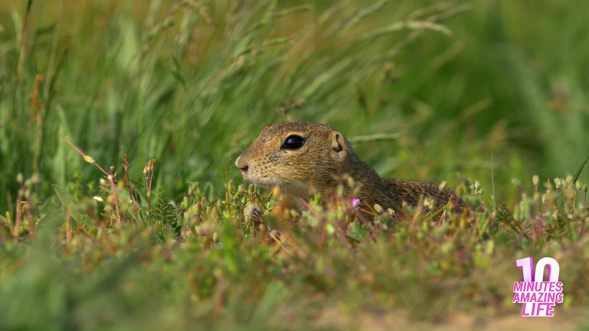 Grondeekhoorn Kijkt Rond Terwijl Hij Roofdieren In De Gaten Houdt