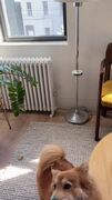 Dog gets excited when owner says the word "stick"