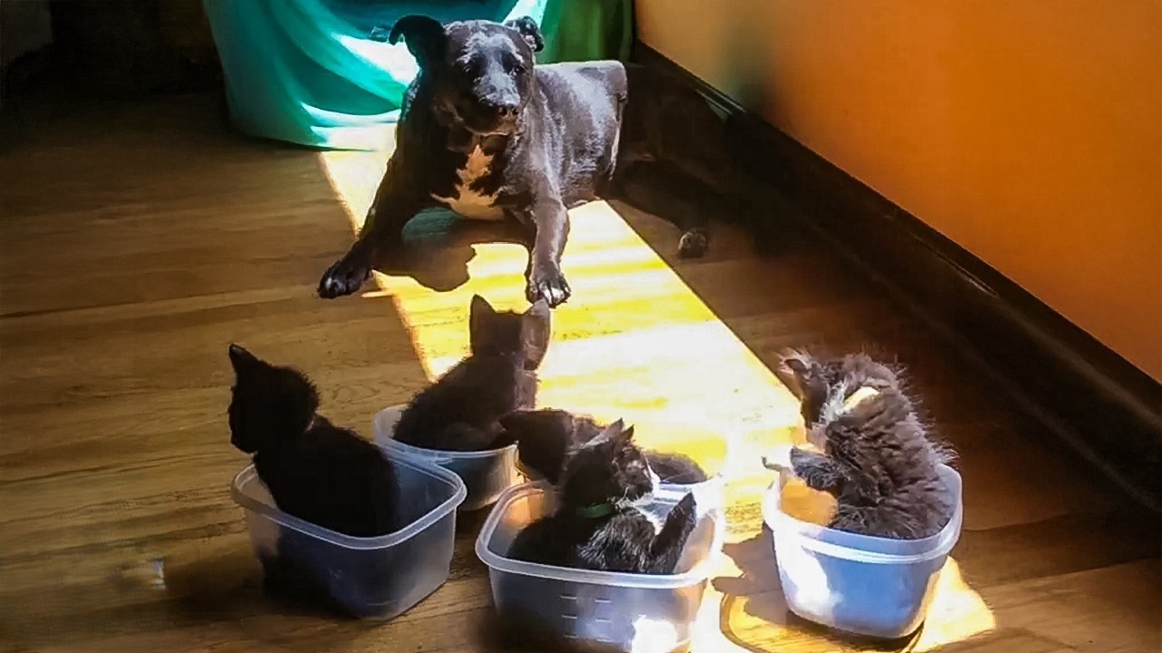 Gentle giant dog becomes a mom to every tiny kitten - until they heal ...