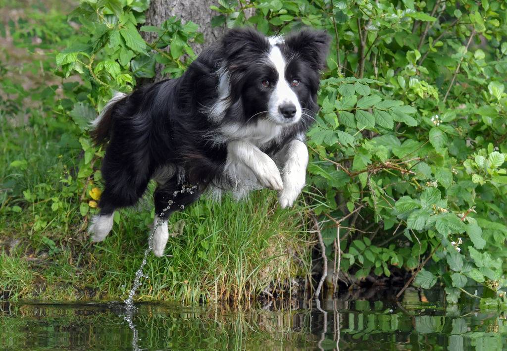 20 Photos of the Best Dog Breeds for Runners