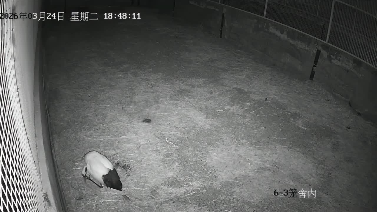 Crane father-to-be does 'celebratory dance' as mate lays egg in Chinese ...