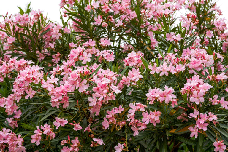 Laurier-rose sans fleurs ? L'astuce d'avril pour transformer un arbuste ...