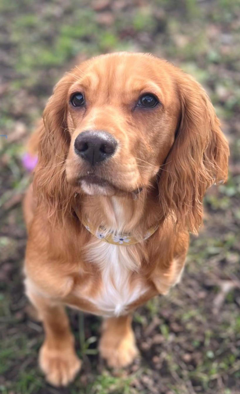 Hope Mabel is soon safe and home - Messages flood in for owner of ...