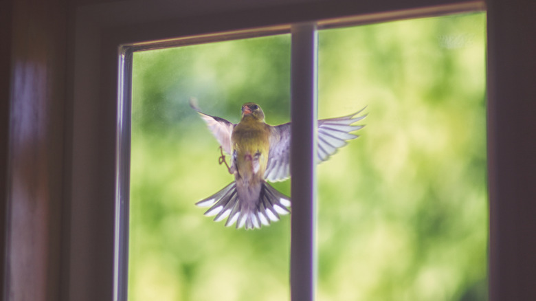 Tips and tricks to keep birds from flying into your windows