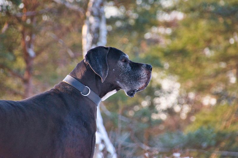 These 10 dog breeds are gaining attention for their calm energy