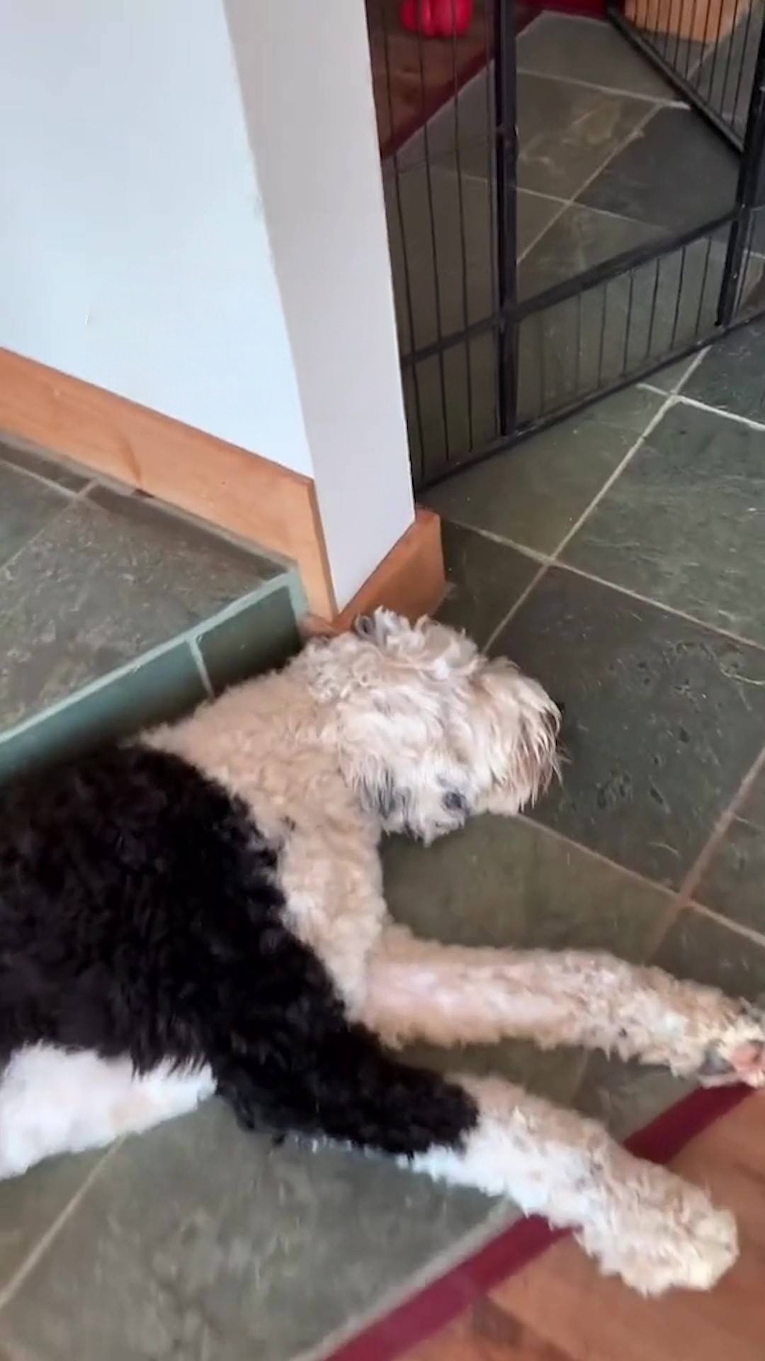 My talking dog explains her dreams