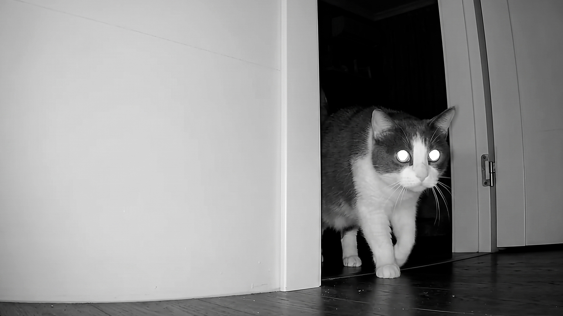 Cat secretly opens doors at night