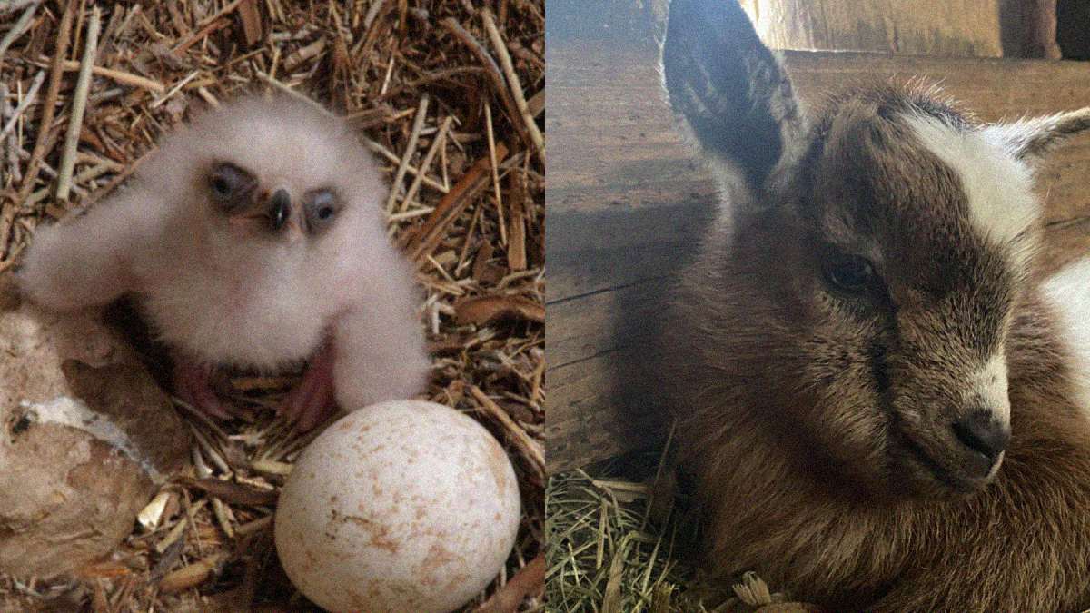 20 baby animals that look nothing like their adult versions