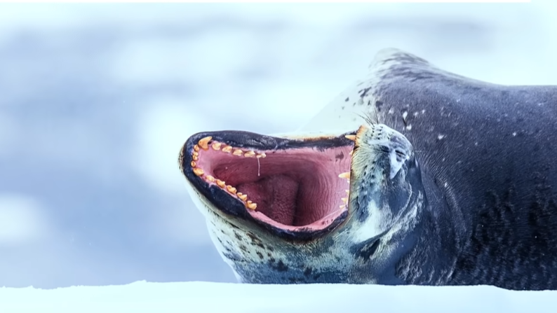 This seal dragged a scientist to her death in Antarctica