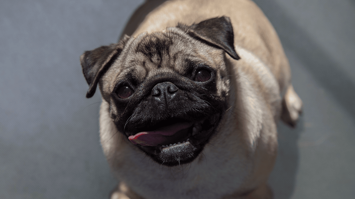 The last look: what your dog really sees seconds before closing its ...