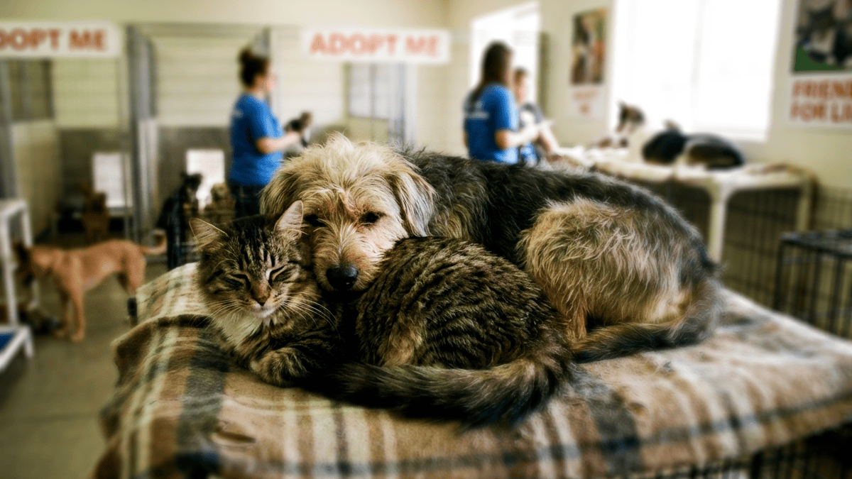 This is what shelter animals feel when they are never adopted