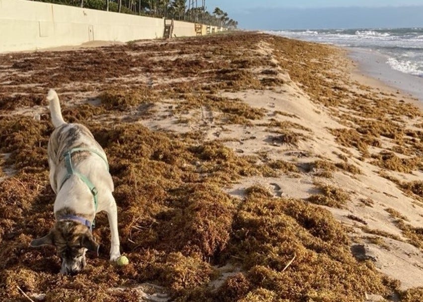 Will Pensacola Beach see record-breaking sargassum?