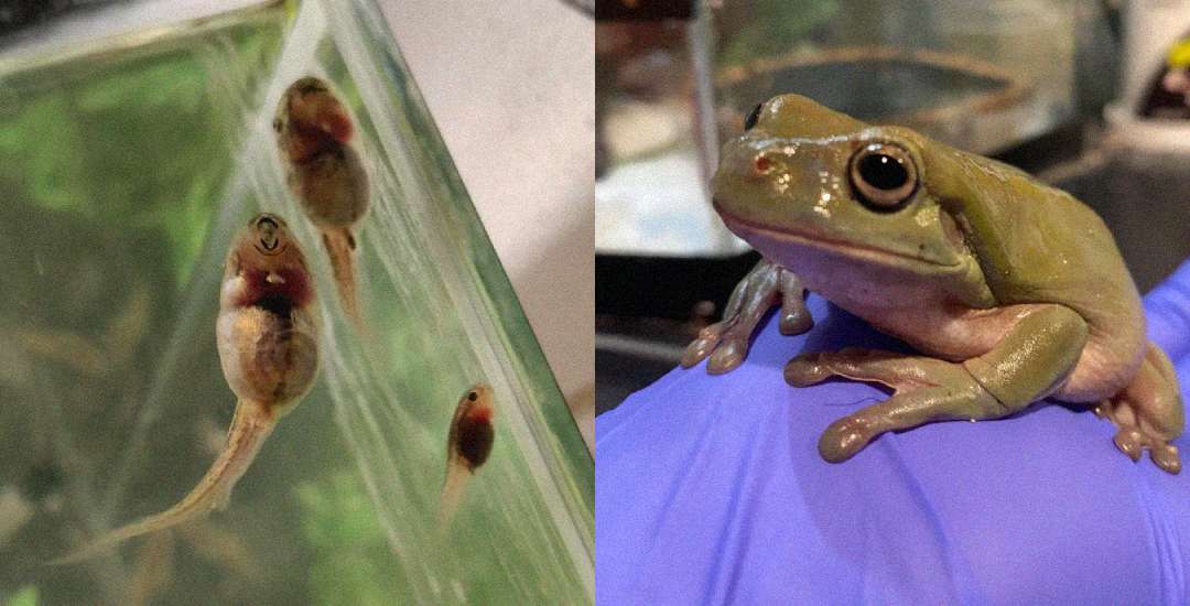 20 baby animals that look nothing like their adult versions