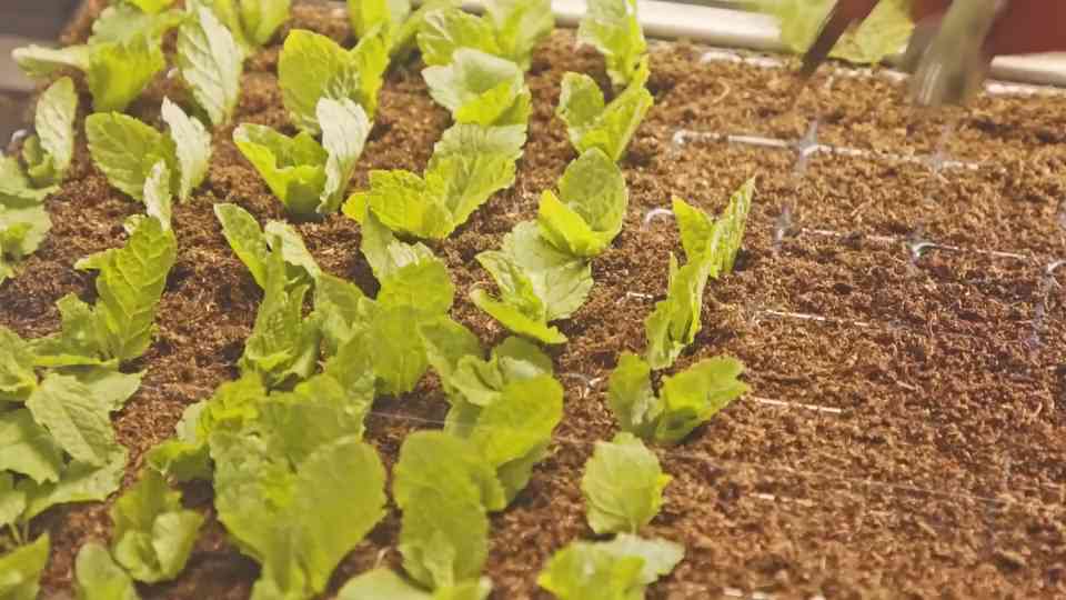 Robots and vertical fields will transform agriculture