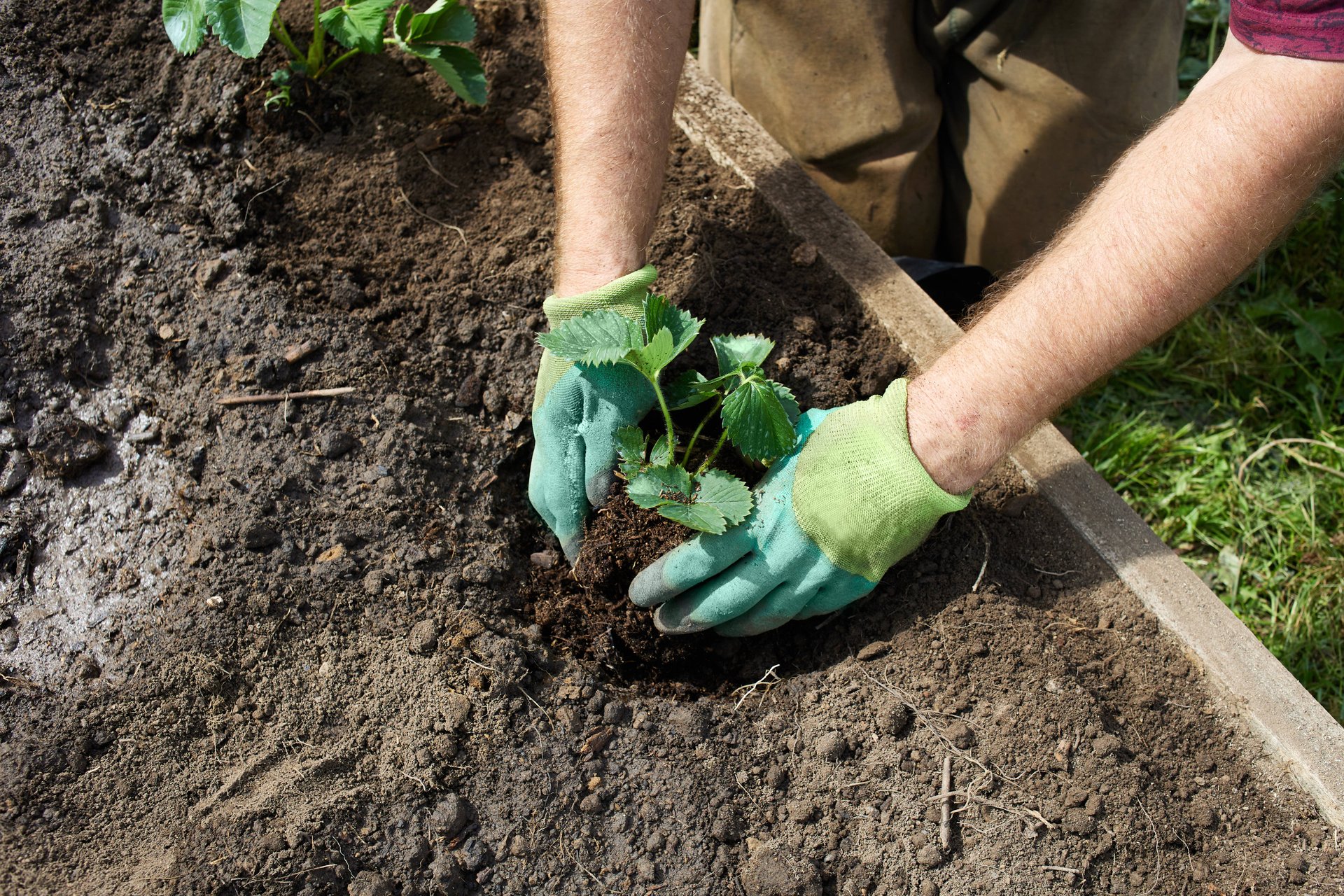 Gras Aus Beet Entfernen