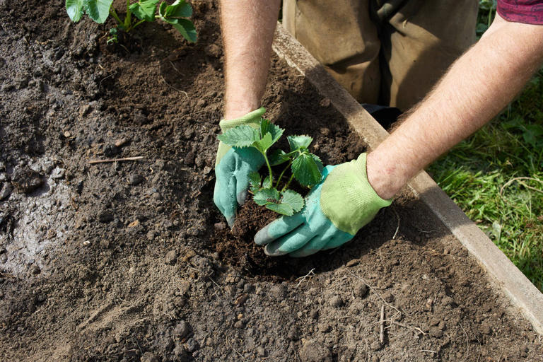 Gras Aus Beet Entfernen