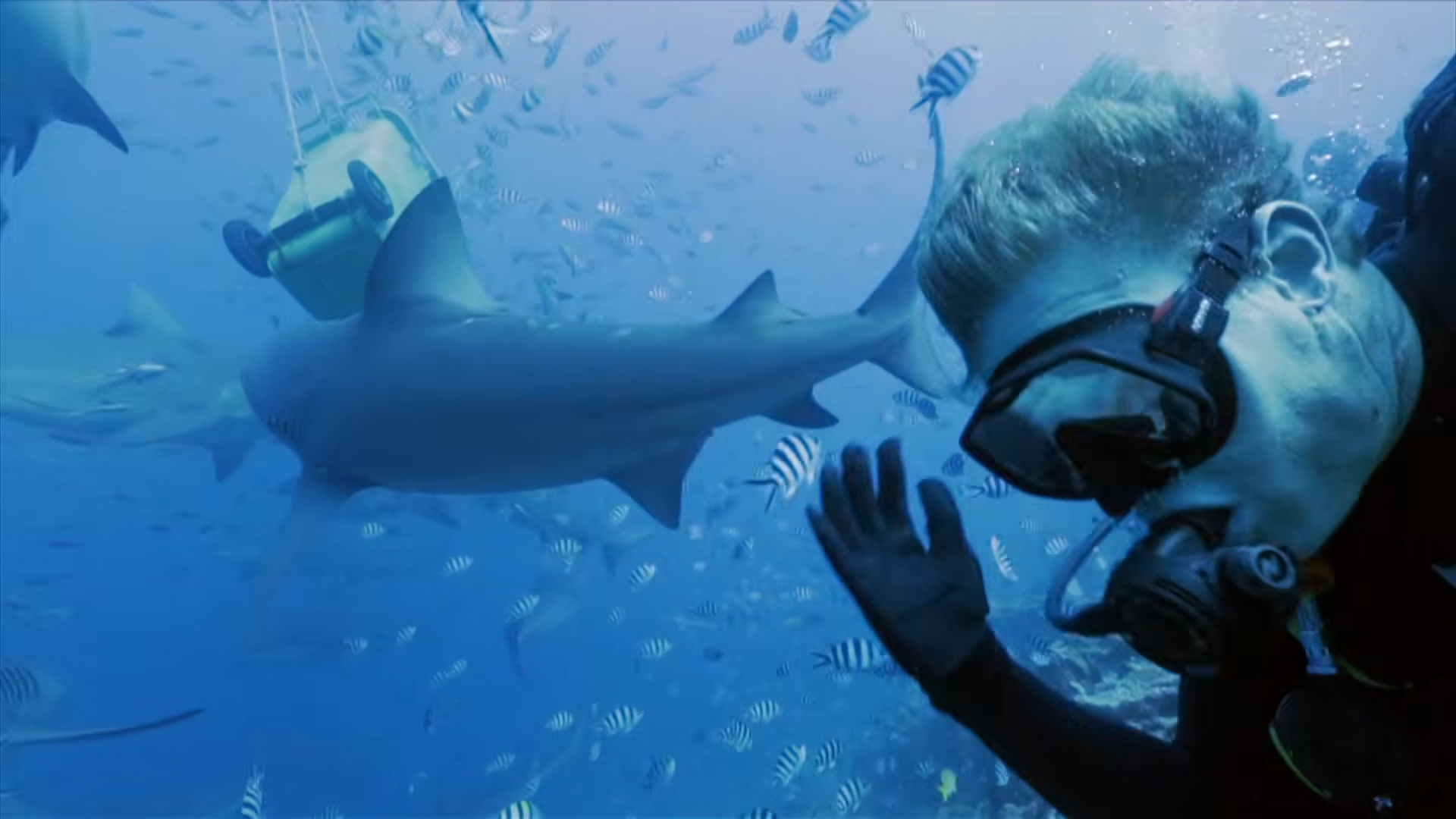 They said it was safe to dive - then the sharks surrounded him