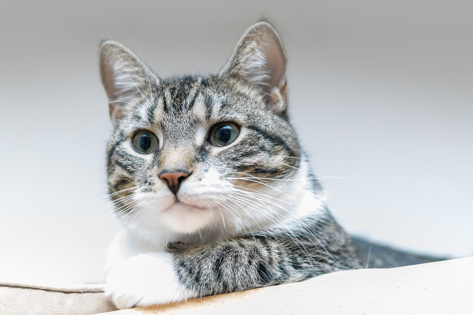 Für abenteuerlustige Katzen: Diese Kletterlandschaft von Fressnapf wird ...