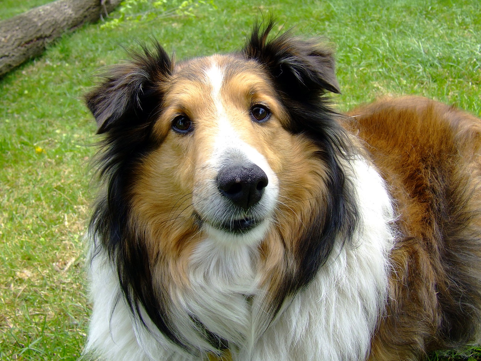 16 iconic animal stars from classic movies and TV shows