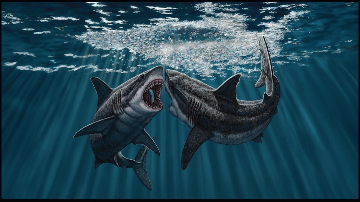 Prehistoric giant becomes Maryland's iconic state shark