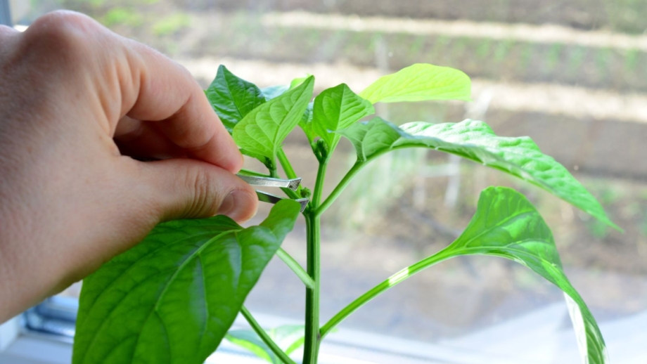 How to pinch your pepper plants for a better crop